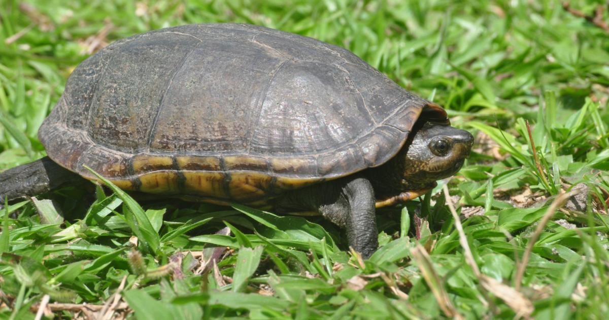 Muçuã #158968 - Biofaces - Bring Nature Closer