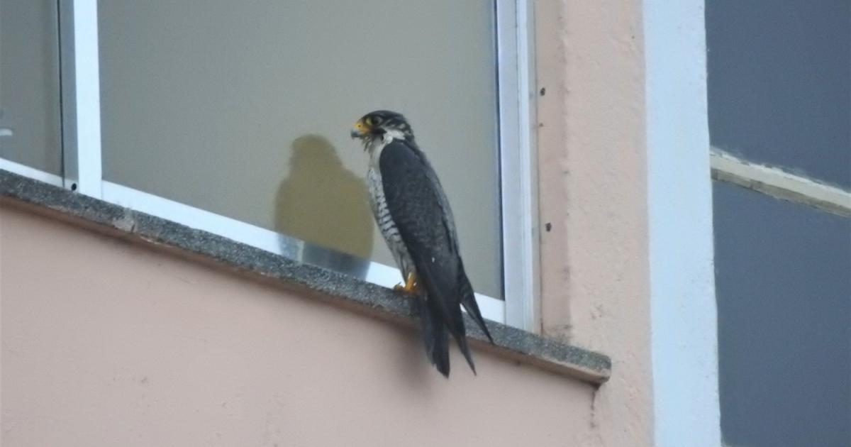 Falco #158979 - Biofaces - Bring Nature Closer