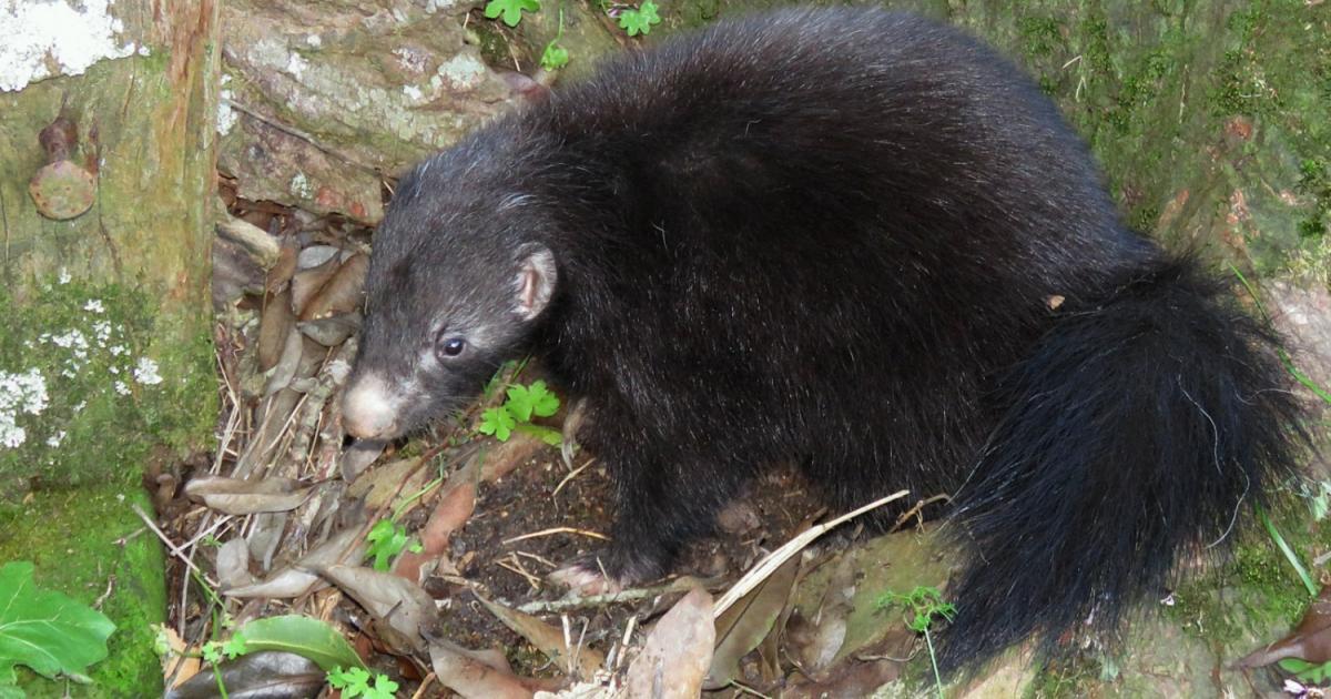 Zorrilho #159790 - Biofaces - Bring Nature Closer