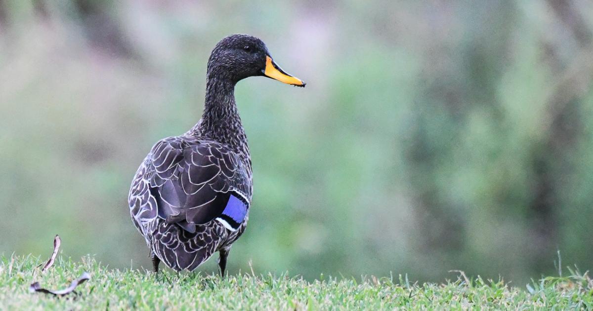 pato-de-bico-amarelo #159876 - Biofaces - Bring Nature Closer