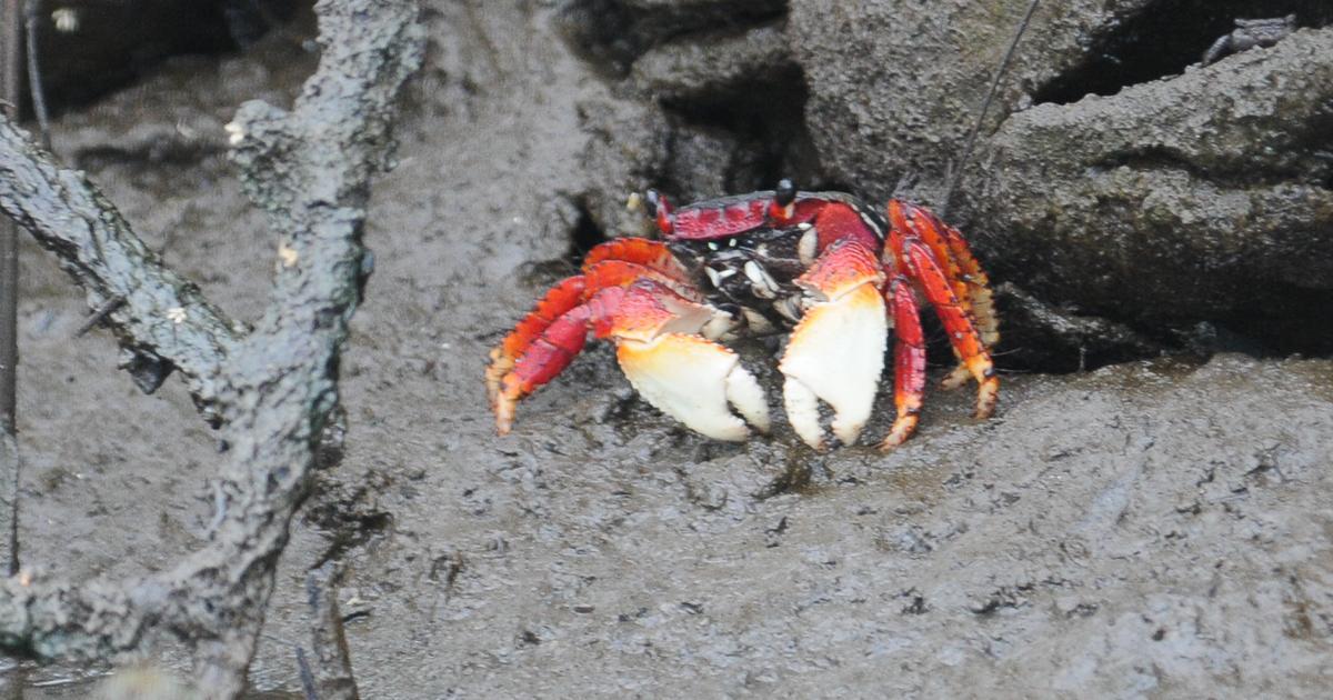 aratu-vermelho #159898 - Biofaces - Bring Nature Closer