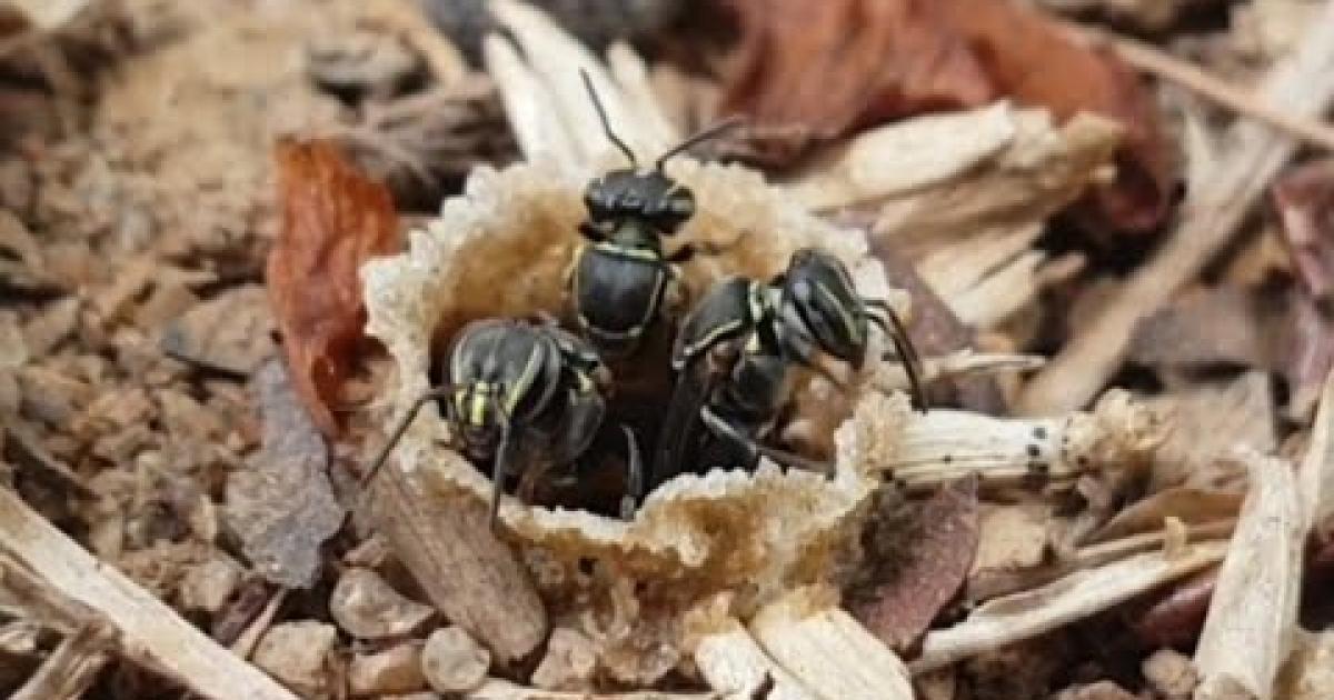 Jataí-da-Terra #160143 - Biofaces - Bring Nature Closer