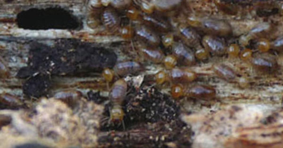 Cupim #160392 - Biofaces - Bring Nature Closer