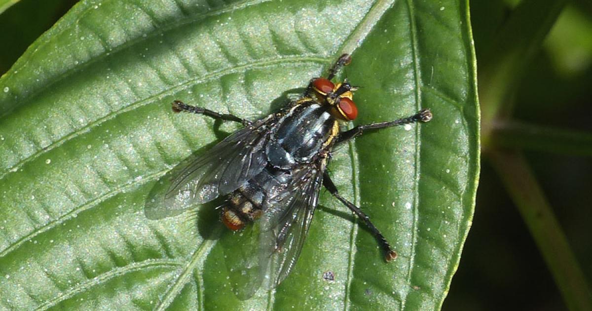 Mosca #160496 - Biofaces - Bring Nature Closer