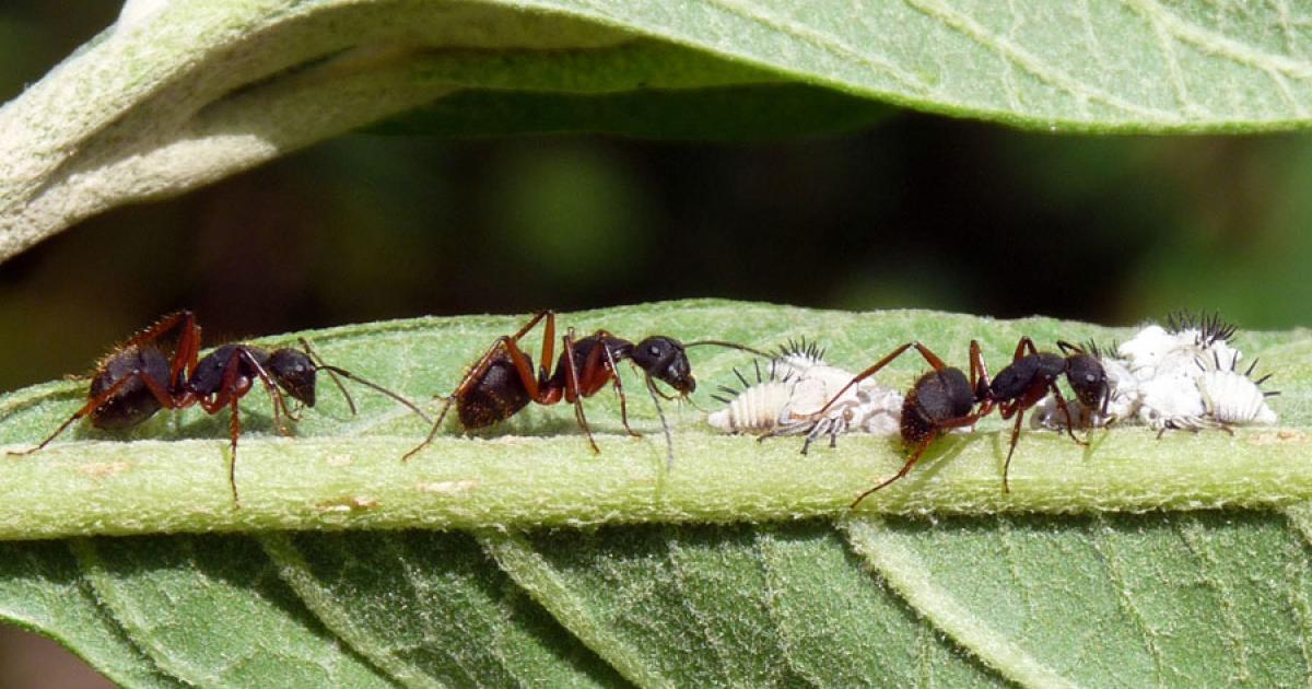 Formiga #160695 - Biofaces - Bring Nature Closer