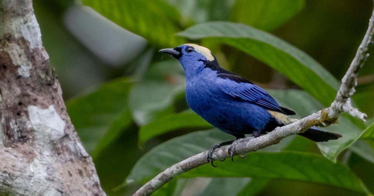 Opal-crowned #160987 - Biofaces - Bring Nature Closer