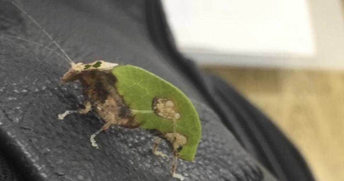 Bicho #161042 - Biofaces - Bring Nature Closer