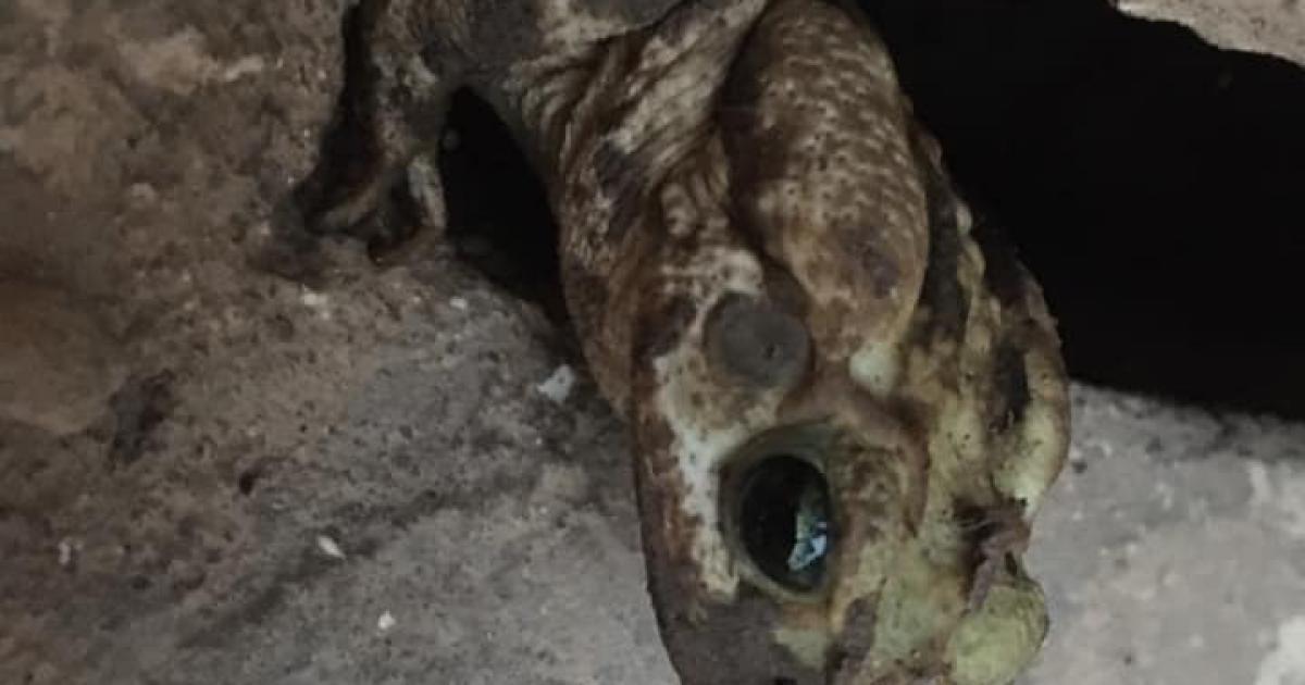 Cururu #161043 - Biofaces - Bring Nature Closer