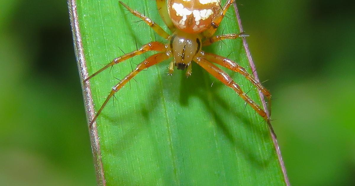 Mangora #161322 - Biofaces - Bring Nature Closer