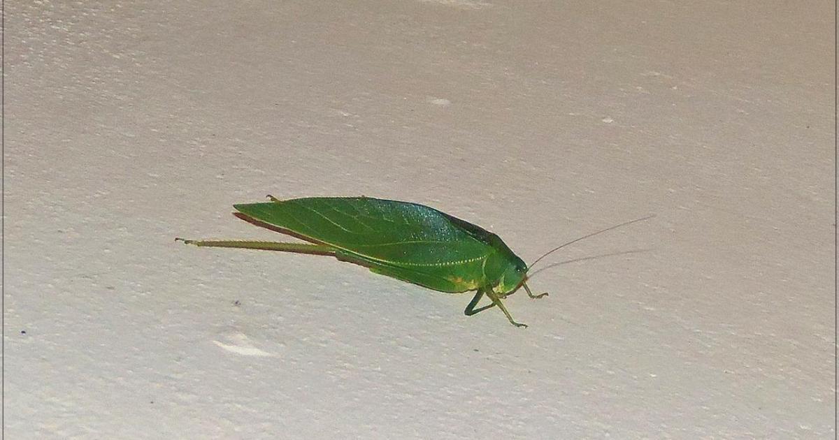 Bicho-folha #161364 - Biofaces - Bring Nature Closer