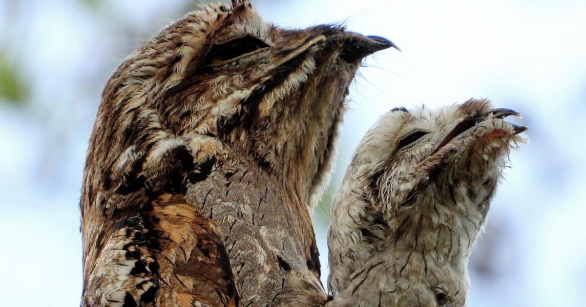 Urutau #161656 - Biofaces - Bring Nature Closer