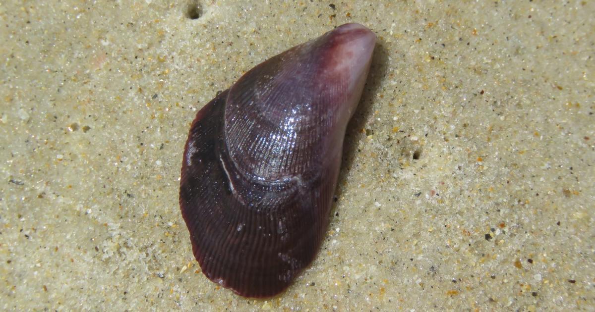 Brachidontes #161739 - Biofaces - Bring Nature Closer