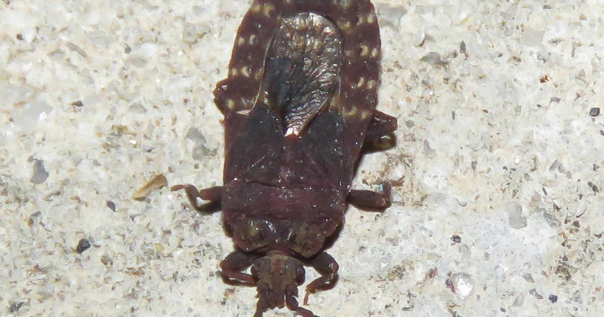 Aradidae #161884 - Biofaces - Bring Nature Closer