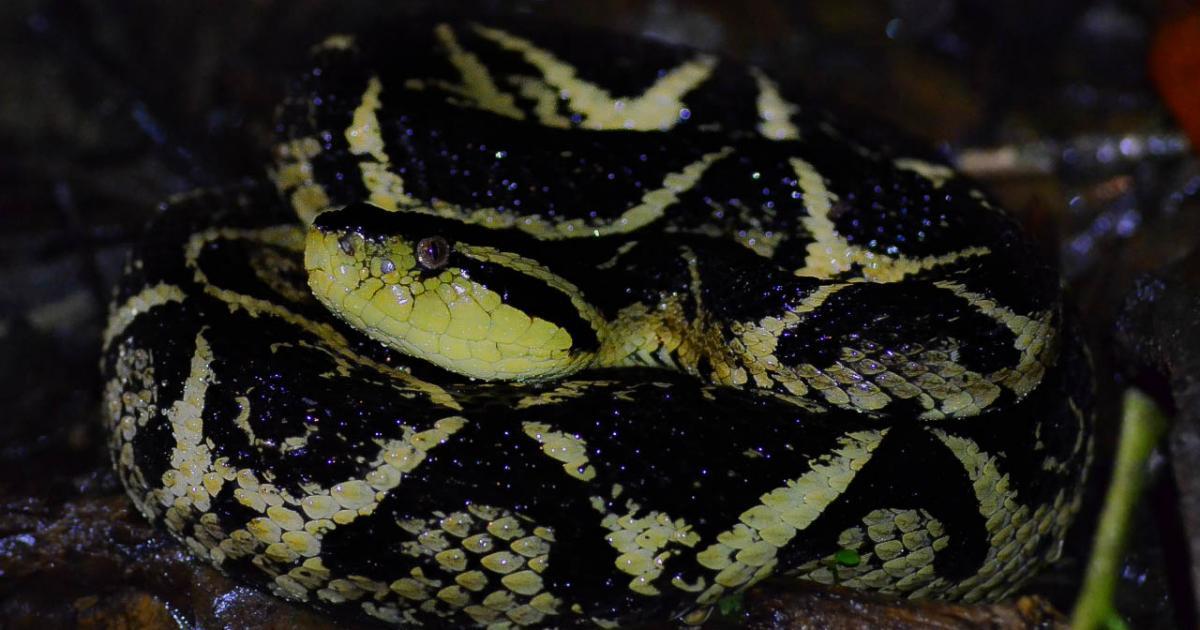 Jararacuçu #162203 - Biofaces - Bring Nature Closer