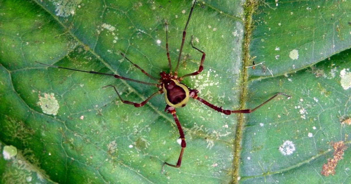 Opilião #162355 - Biofaces - Bring Nature Closer