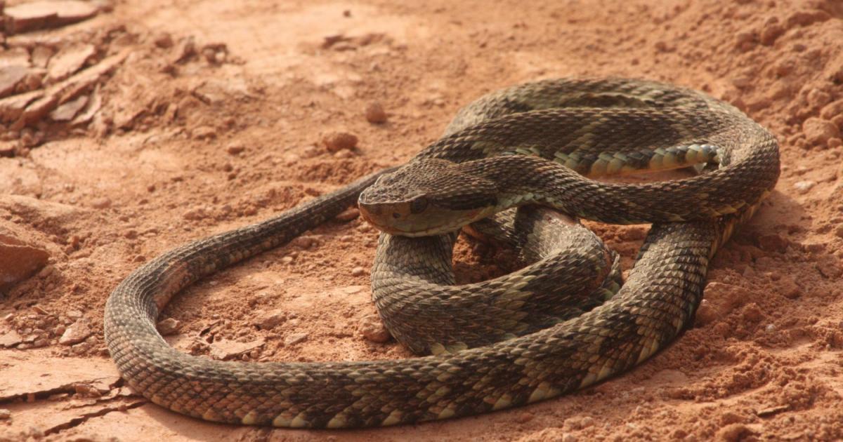 Jararaca #162619 - Biofaces - Bring Nature Closer