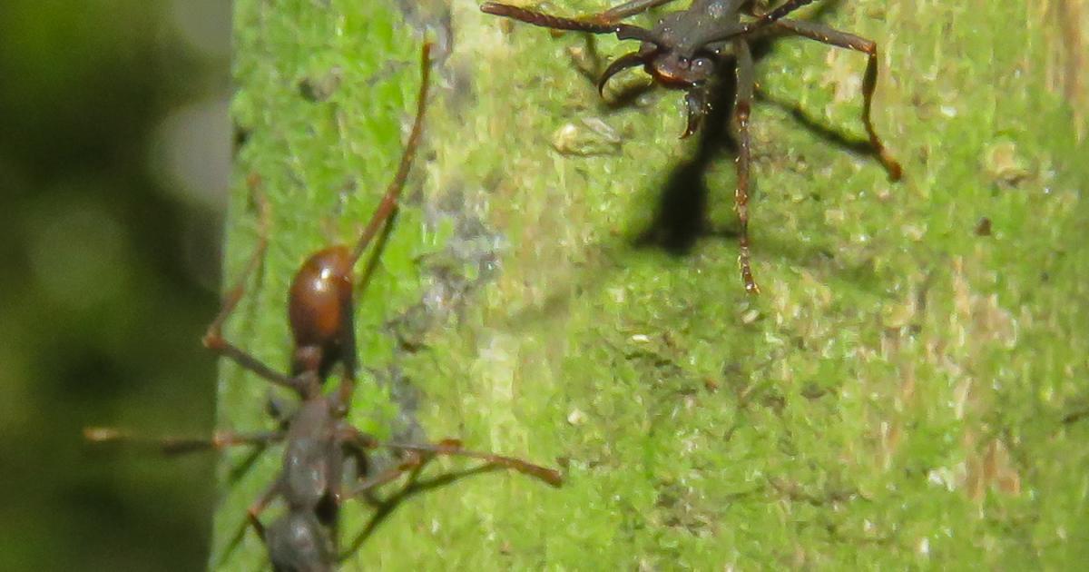 Eciton #162717 - Biofaces - Bring Nature Closer