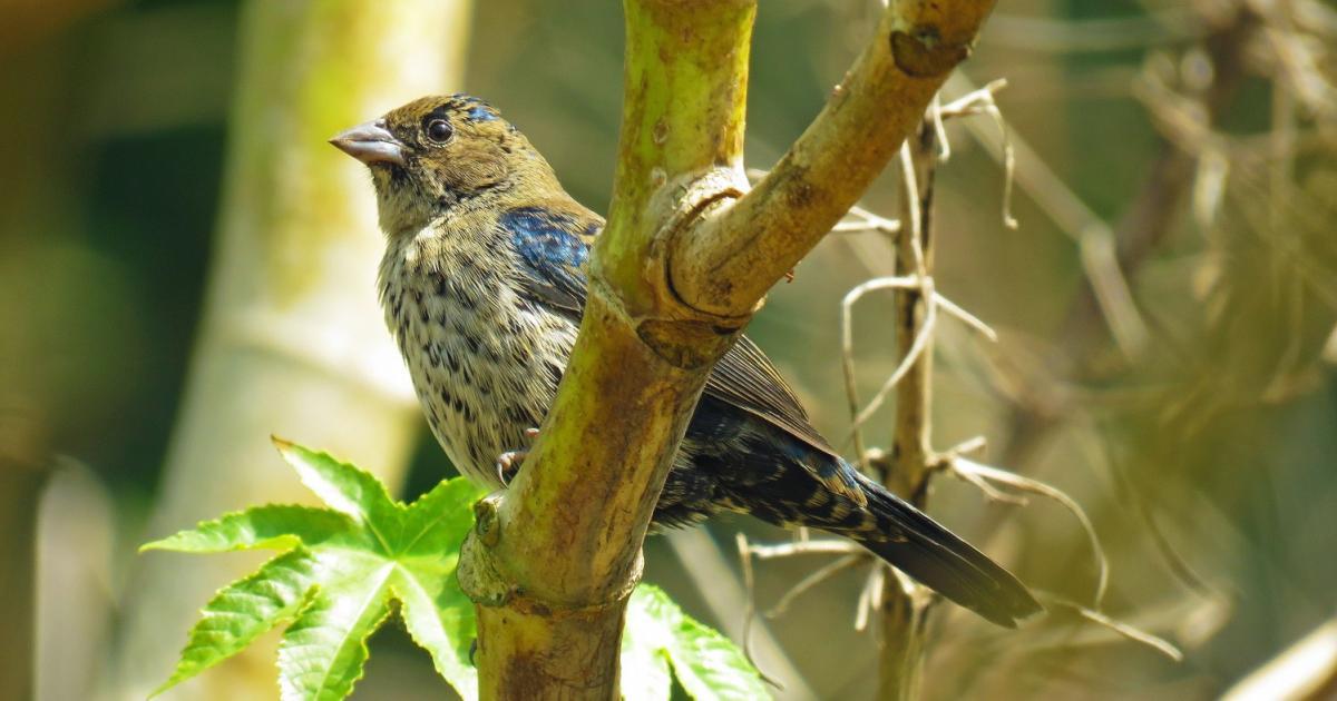 Tiziu #162921 - Biofaces - Bring Nature Closer