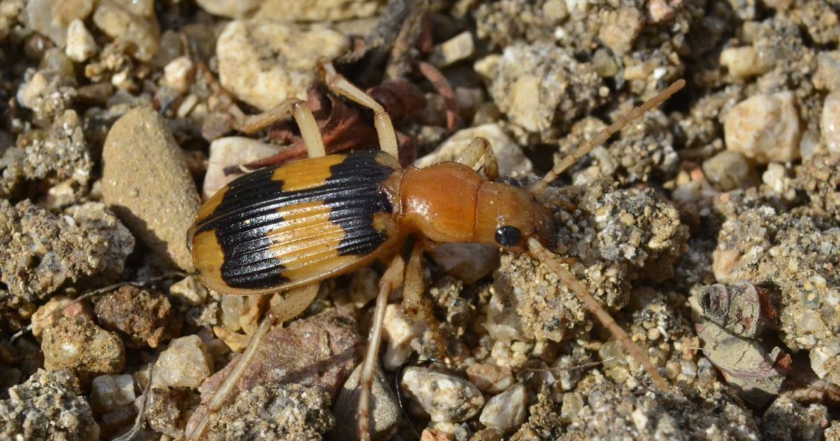 Pheropsophus aequinoctialis [Not evaluated] - Biofaces - Bring Nature ...