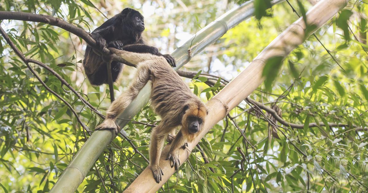 bugio #163175 - Biofaces - Bring Nature Closer