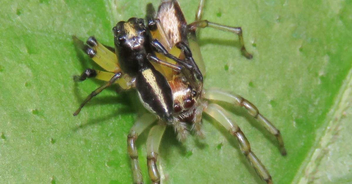 Amycus #163420 - Biofaces - Bring Nature Closer