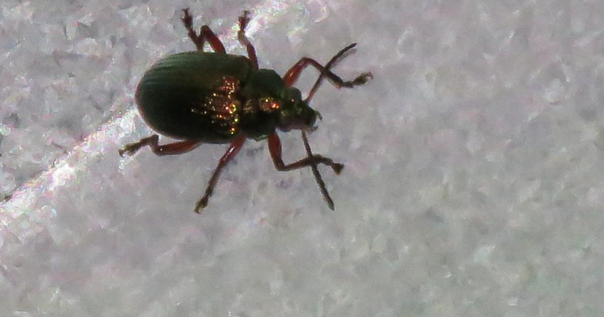 Colaspis #163433 - Biofaces - Bring Nature Closer