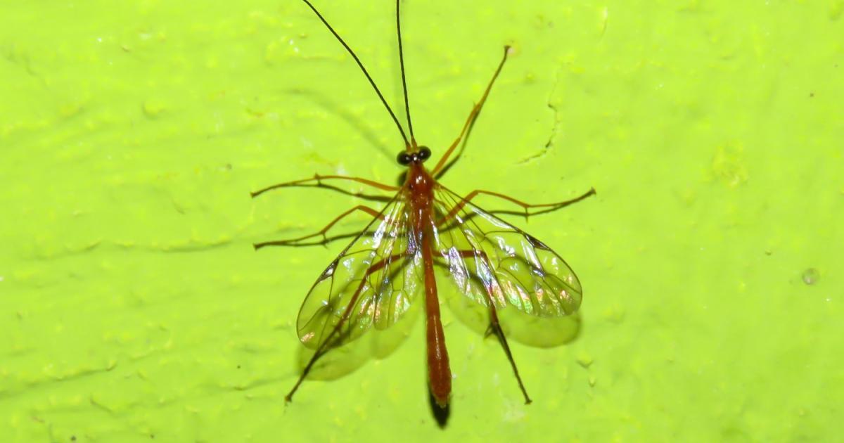 Netelia #163616 - Biofaces - Bring Nature Closer