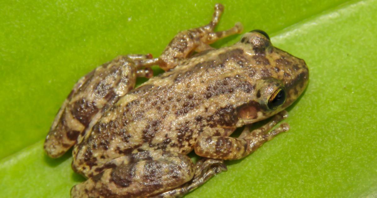 Scinax #163707 - Biofaces - Bring Nature Closer