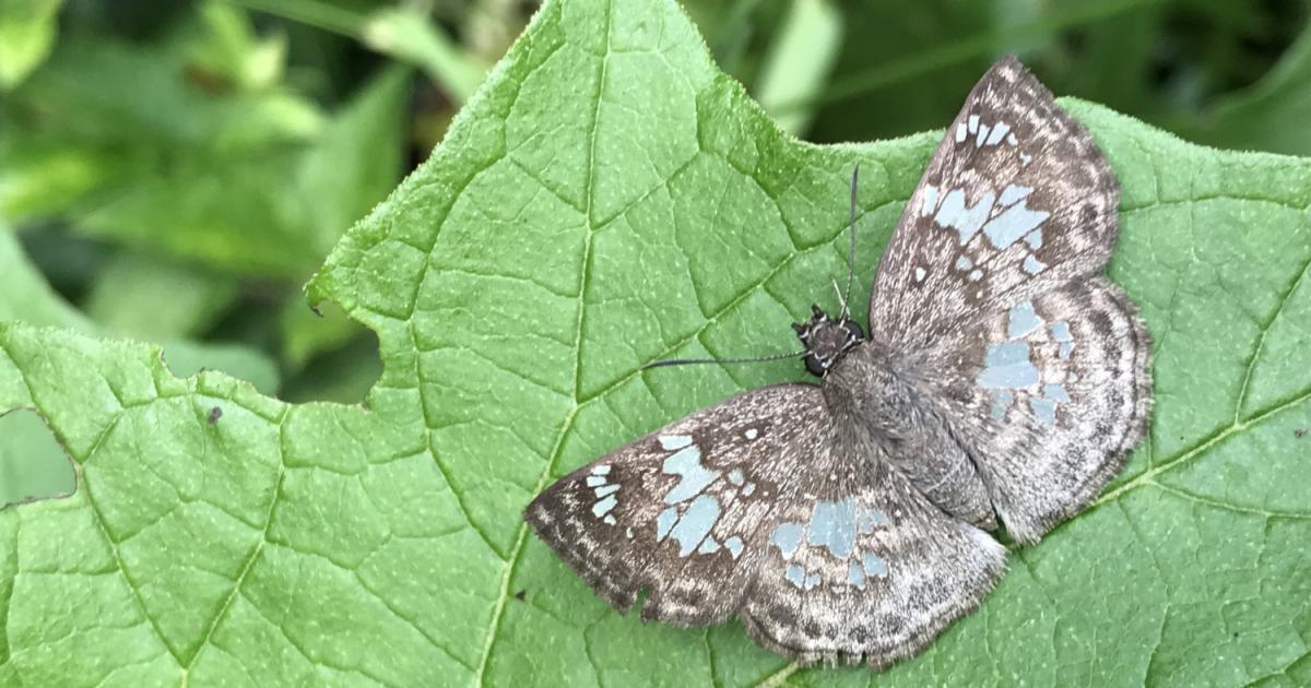 Hesperiidae #163850 - Biofaces - Bring Nature Closer