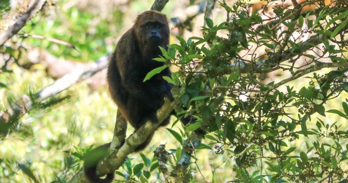 bugio-ruivo #163969 - Biofaces - Bring Nature Closer