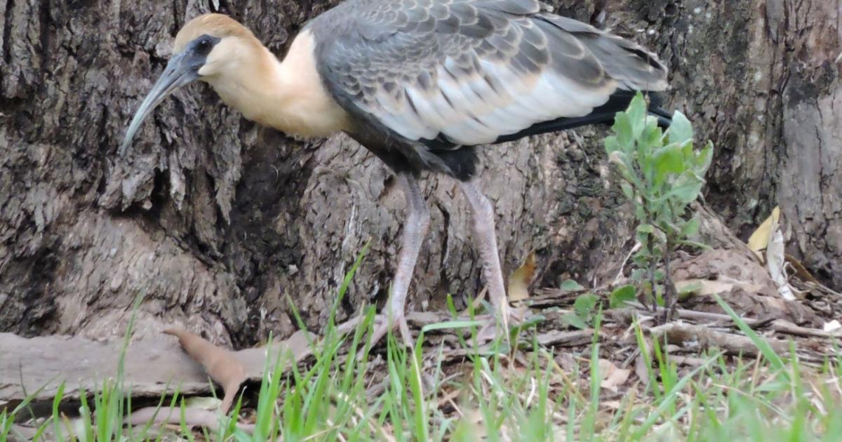 Curicaca #164336 - Biofaces - Bring Nature Closer