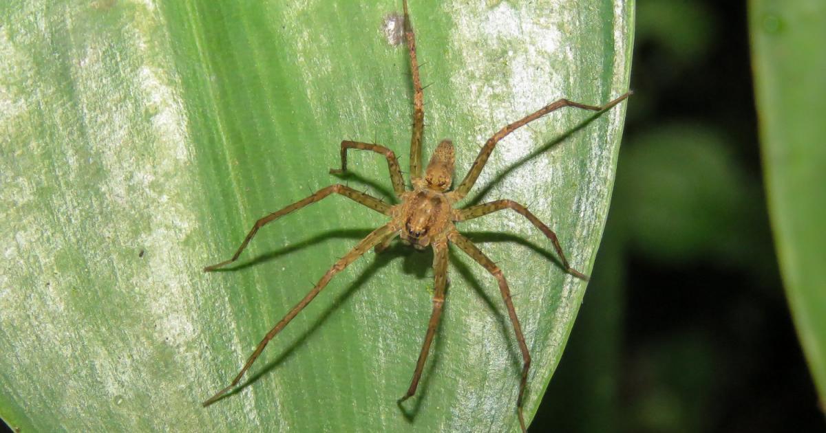 Lycosoidea #164428 - Biofaces - Bring Nature Closer