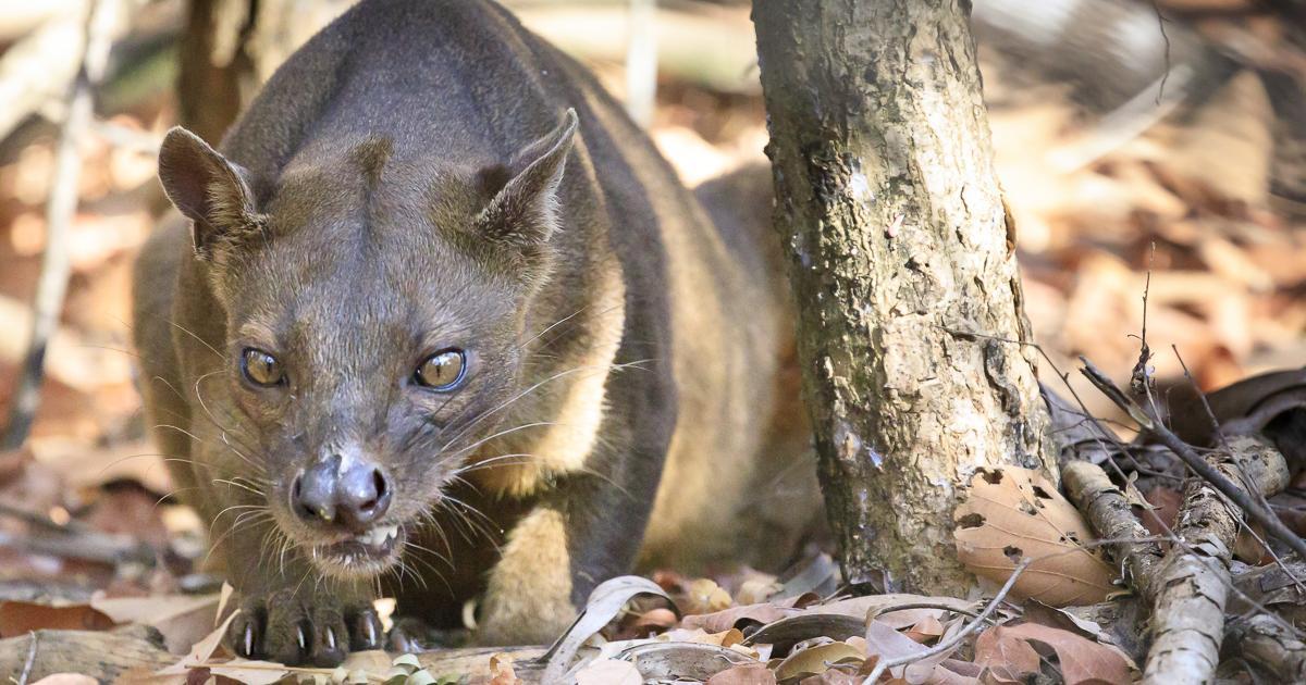 Fossa #164470 - Biofaces - Bring Nature Closer