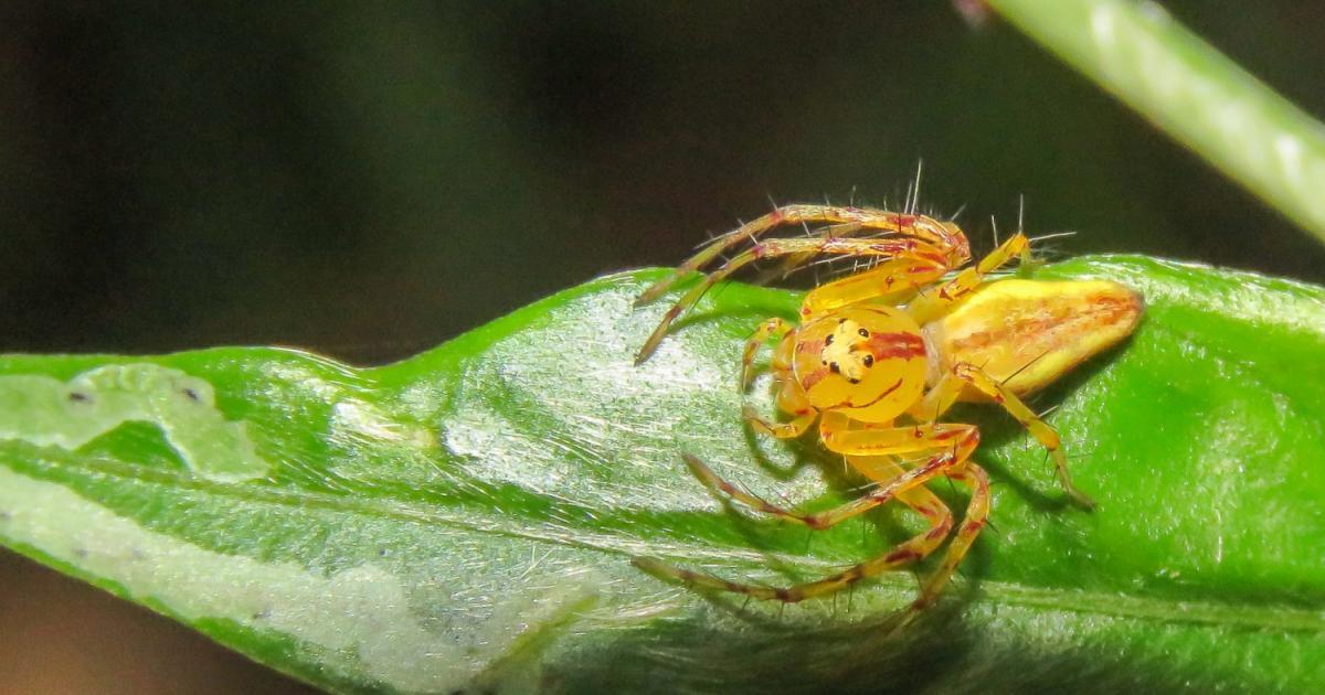 Oxyopes sp - Biofaces - Bring Nature Closer