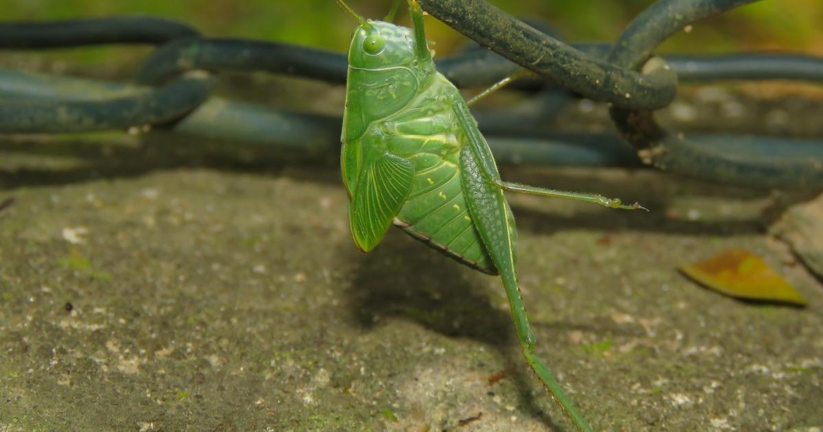 Phaneropterinae #164566 - Biofaces - Bring Nature Closer