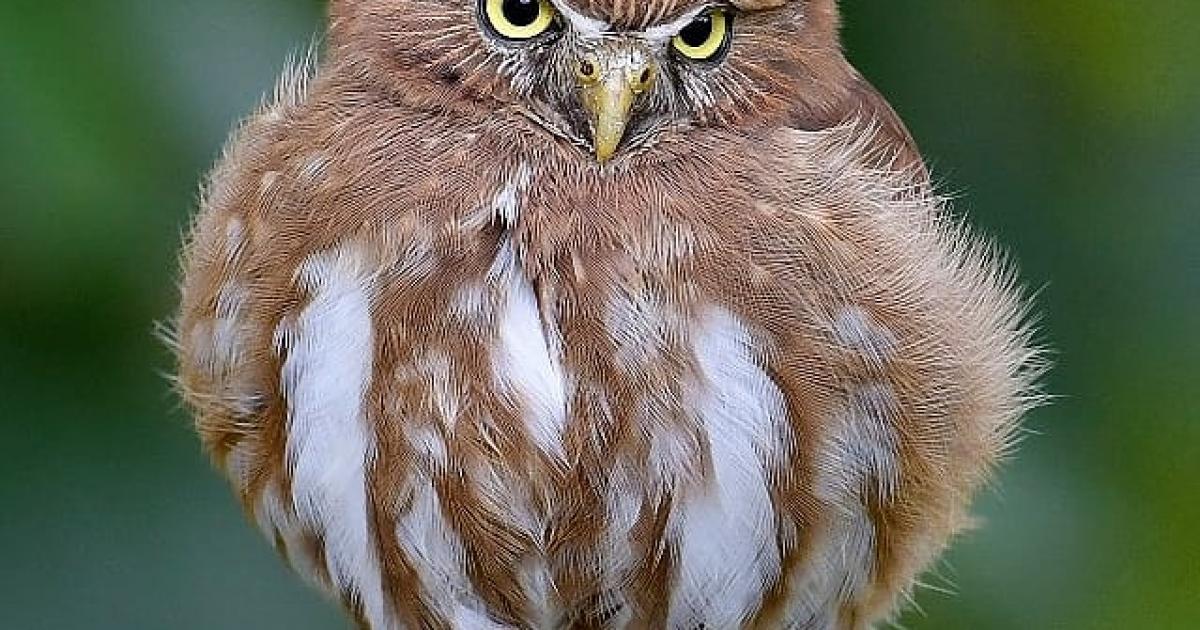 Caburé #164875 - Biofaces - Bring Nature Closer