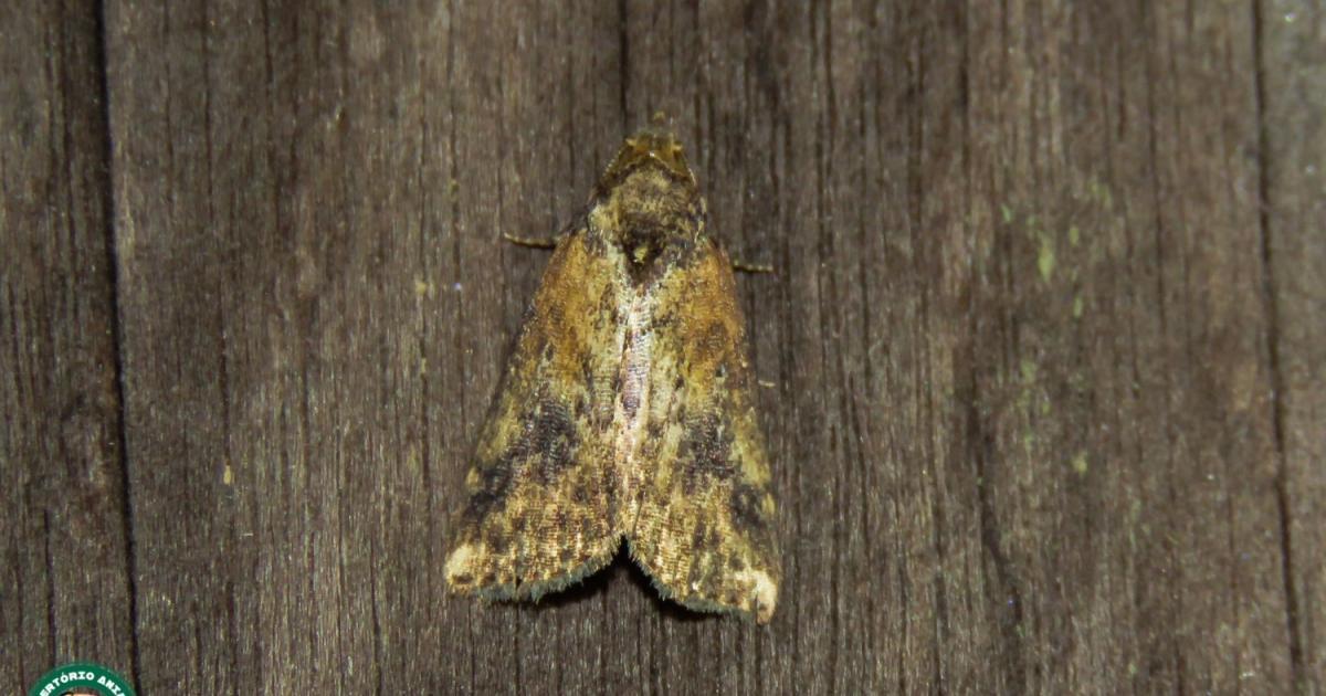 Noctuidae - Biofaces - Bring Nature Closer