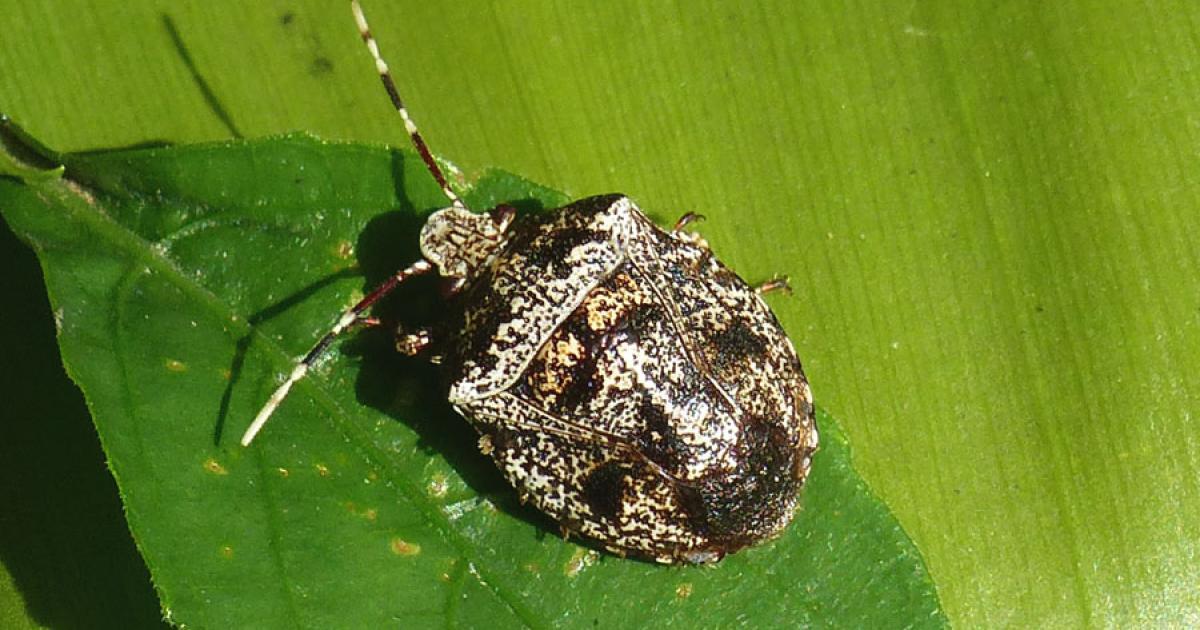 Percevejo #165118 - Biofaces - Bring Nature Closer