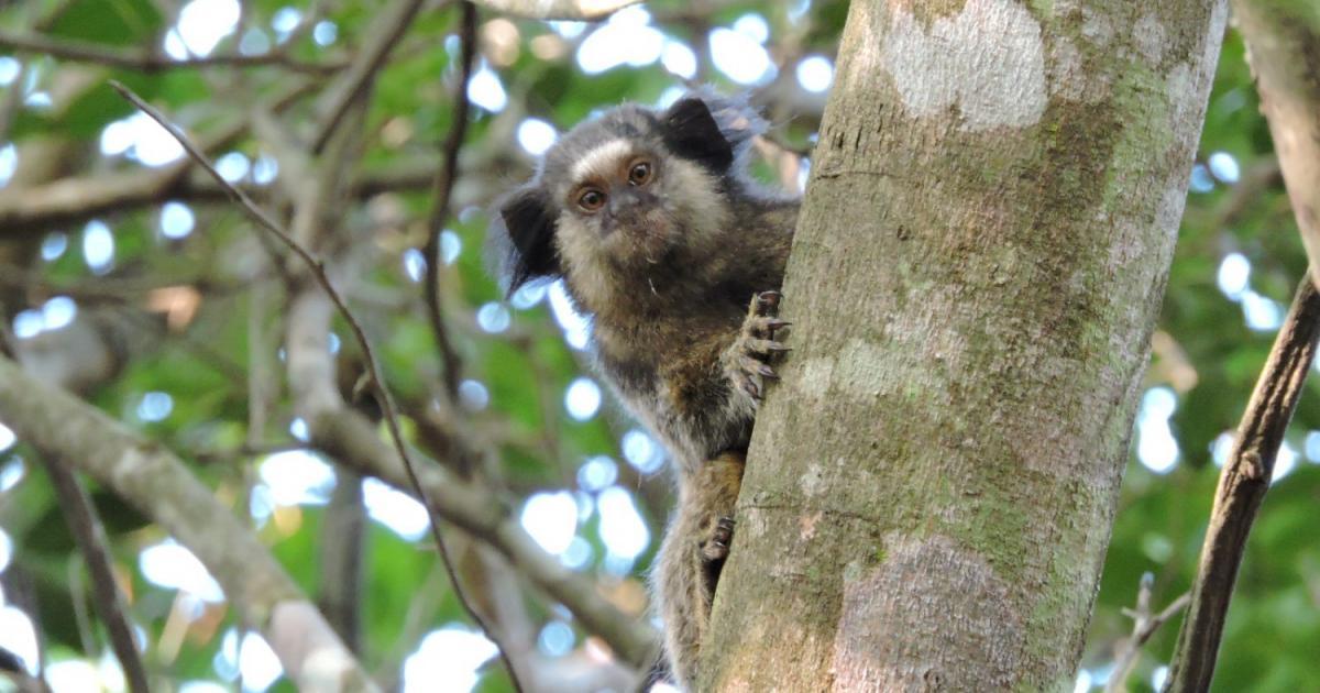 Mico-estrela #165204 - Biofaces - Bring Nature Closer