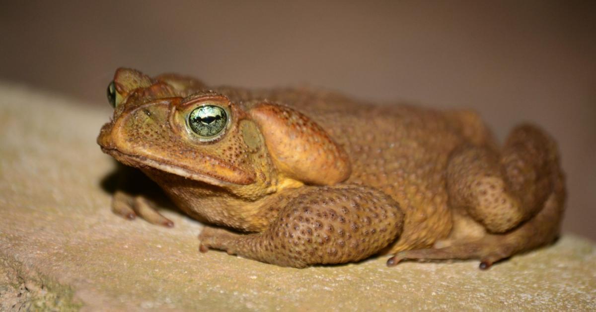 Sapo #165561 - Biofaces - Bring Nature Closer