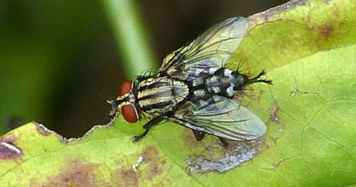 Mosca #166160 - Biofaces - Bring Nature Closer