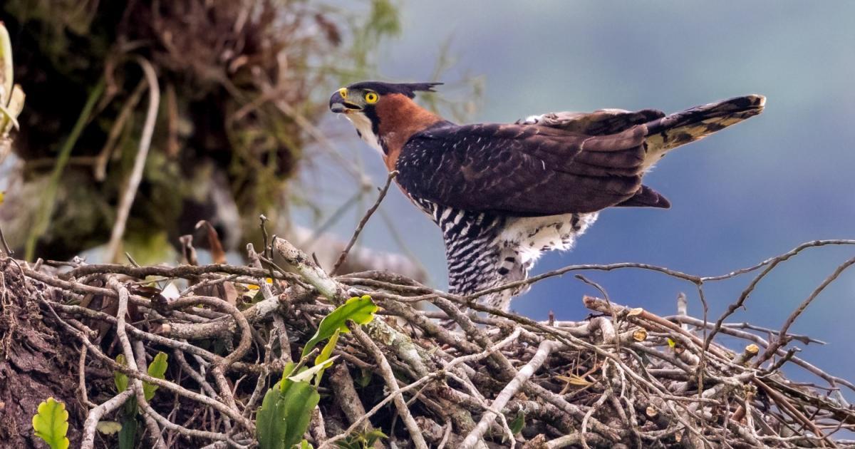 Ornate #166188 - Biofaces - Bring Nature Closer