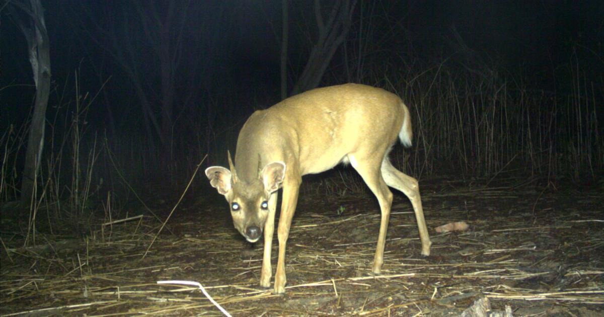 Gray-brocket #166258 - Biofaces - Bring Nature Closer