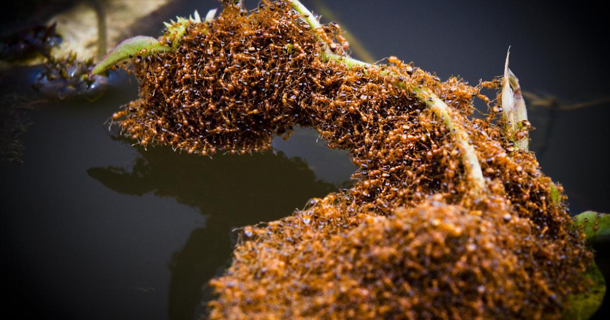 Ilha #166272 - Biofaces - Bring Nature Closer