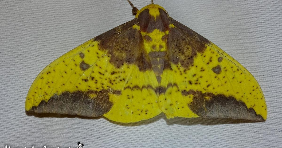 Mariposa #166583 - Biofaces - Bring Nature Closer