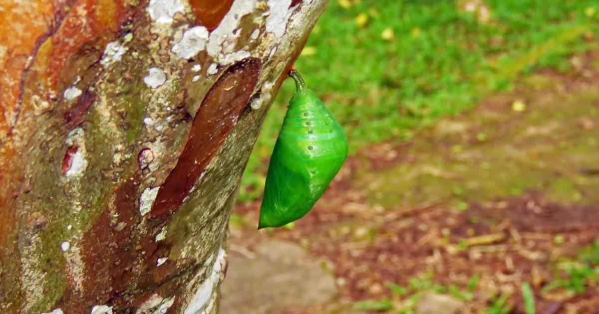 Morpho #166795 - Biofaces - Bring Nature Closer