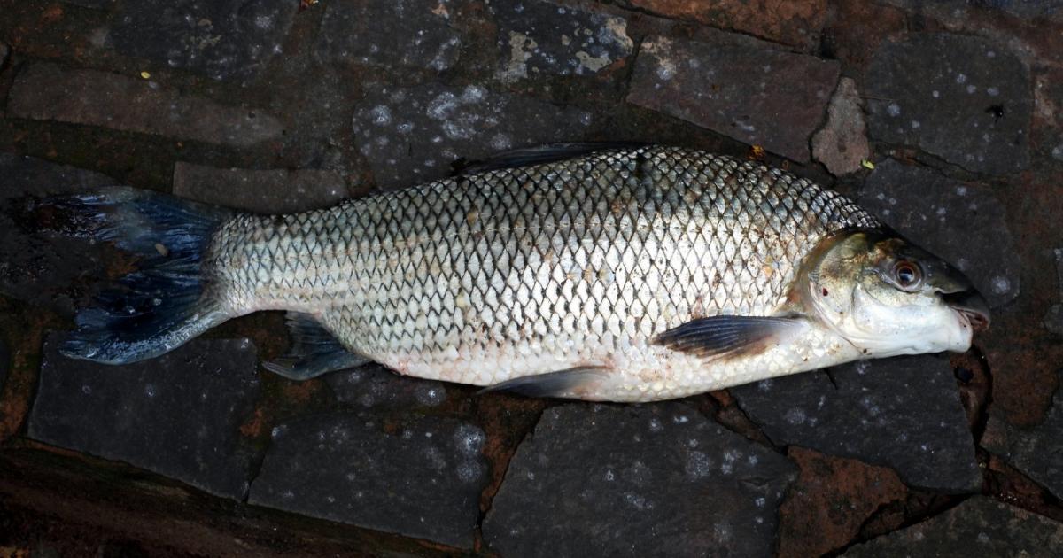 Curimbatá #166833 - Biofaces - Bring Nature Closer