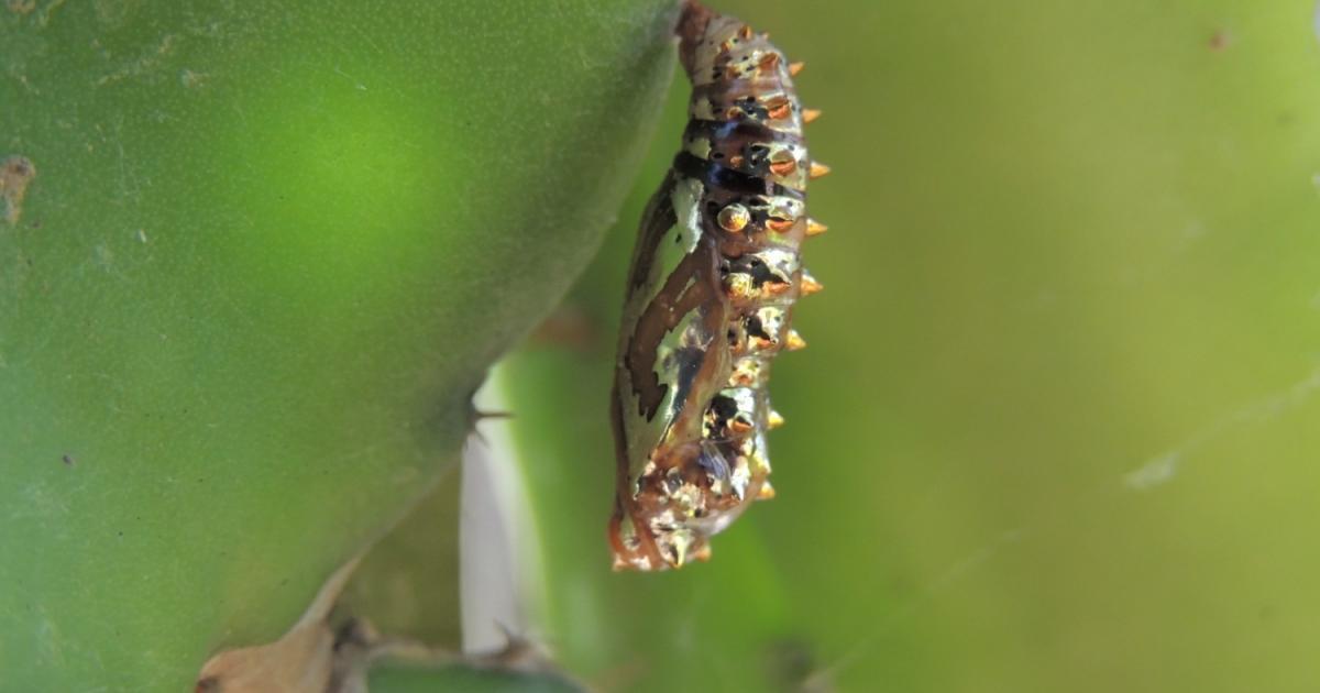 Casulo #167163 - Biofaces - Bring Nature Closer