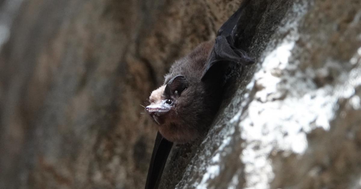 Sheath-tailed #167267 - Biofaces - Bring Nature Closer