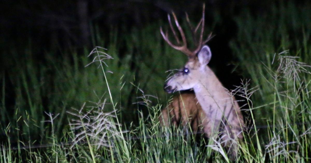 Cervo #167502 - Biofaces - Bring Nature Closer